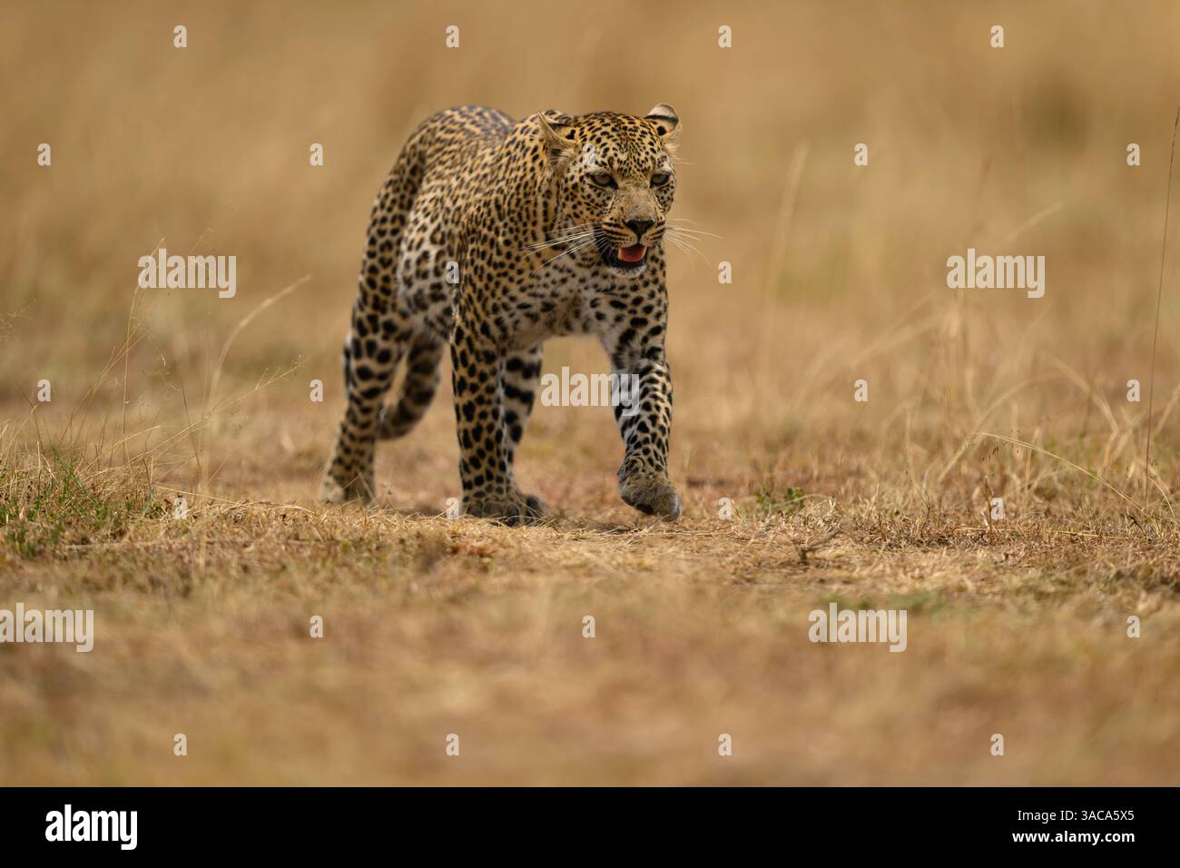 The female leopard known as Falau walking across the plains, Masai Mara ...