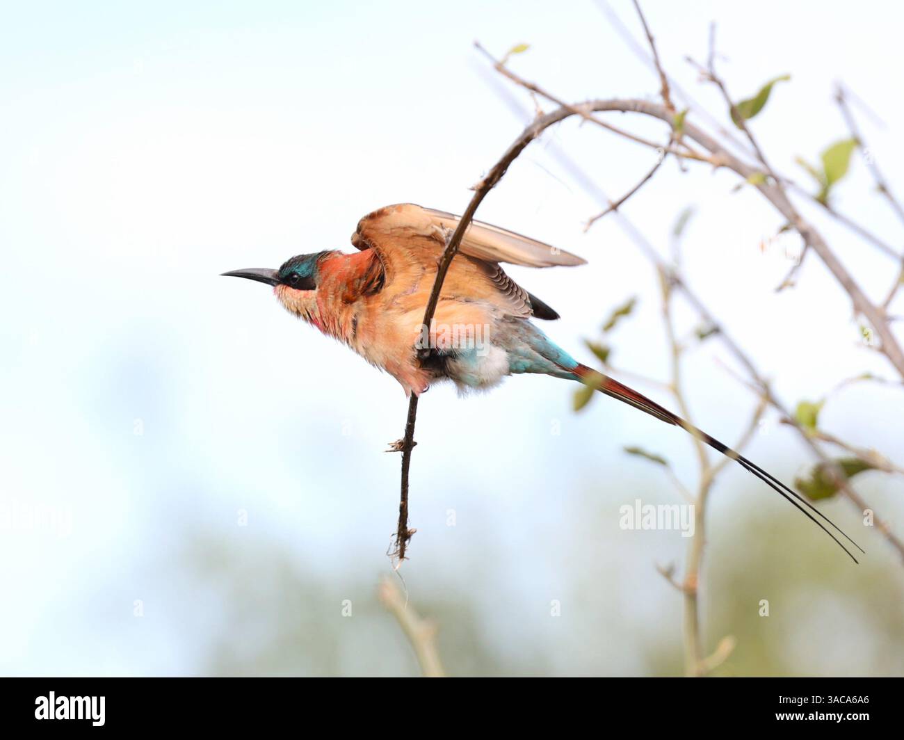 Kwango hi-res stock photography and images - Alamy