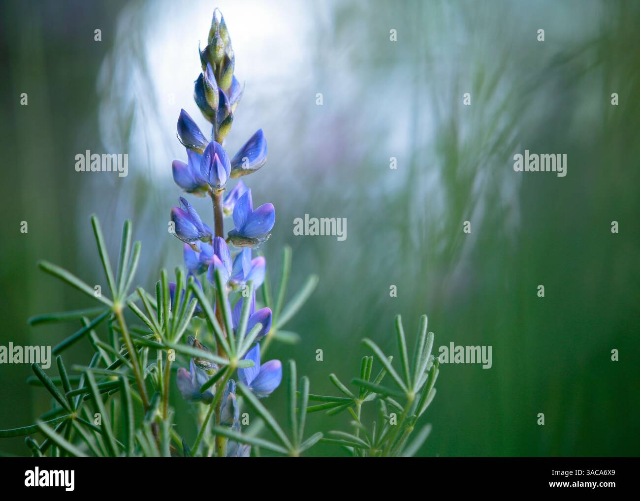 Pubescent hi-res stock photography and images - Alamy