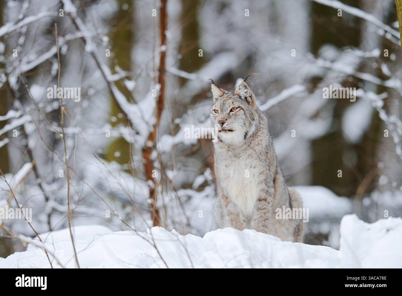 Eurasian Lynx (Lynx lynx) in winter | Eurasischer Luchs (Lynx lynx) im ...
