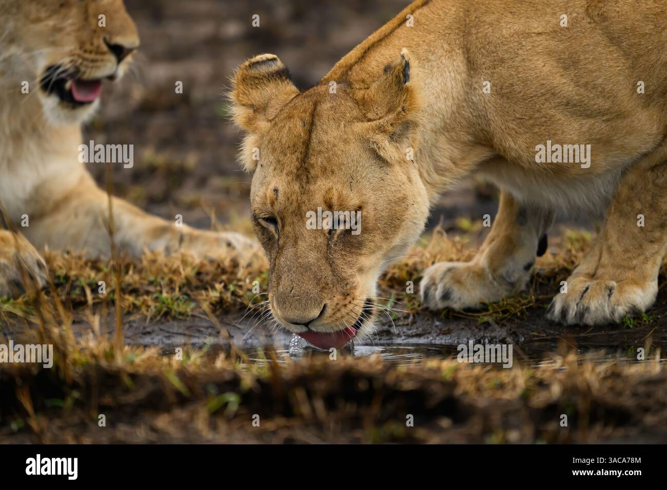 Lioness from the Rongai lion pride drinking from a puddle, Masai Mara Reserve, Kenya Stock Photo ...