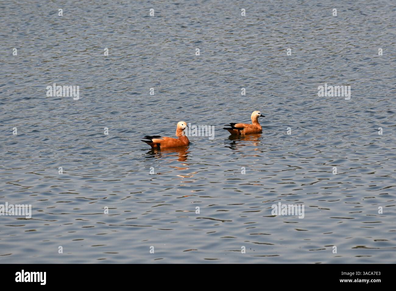 Two beautiful ruddy shelducks are seen leisurely swimming in a wetlands ...