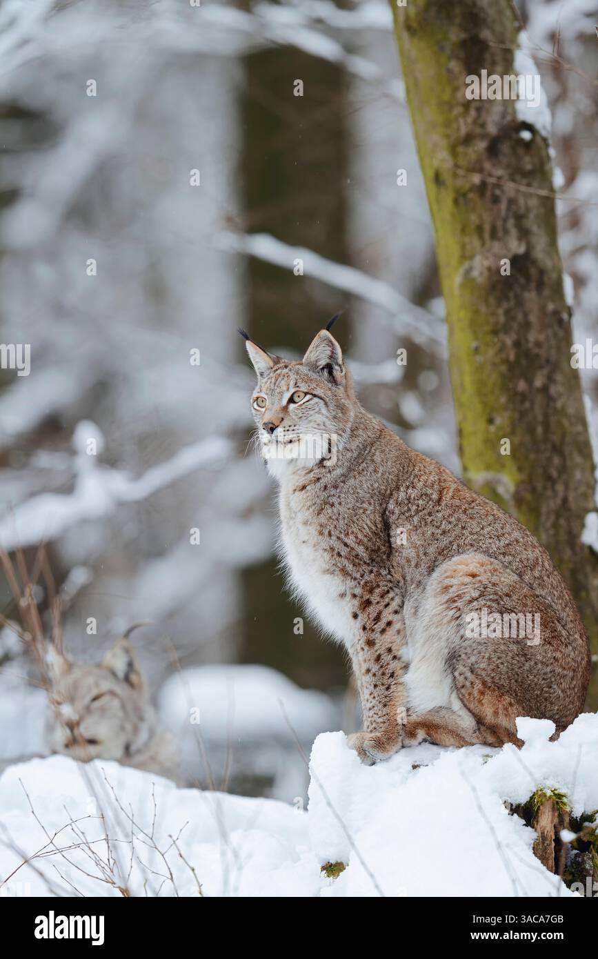 Eurasian Lynx (Lynx lynx) in winter | Eurasischer Luchs (Lynx lynx) im ...