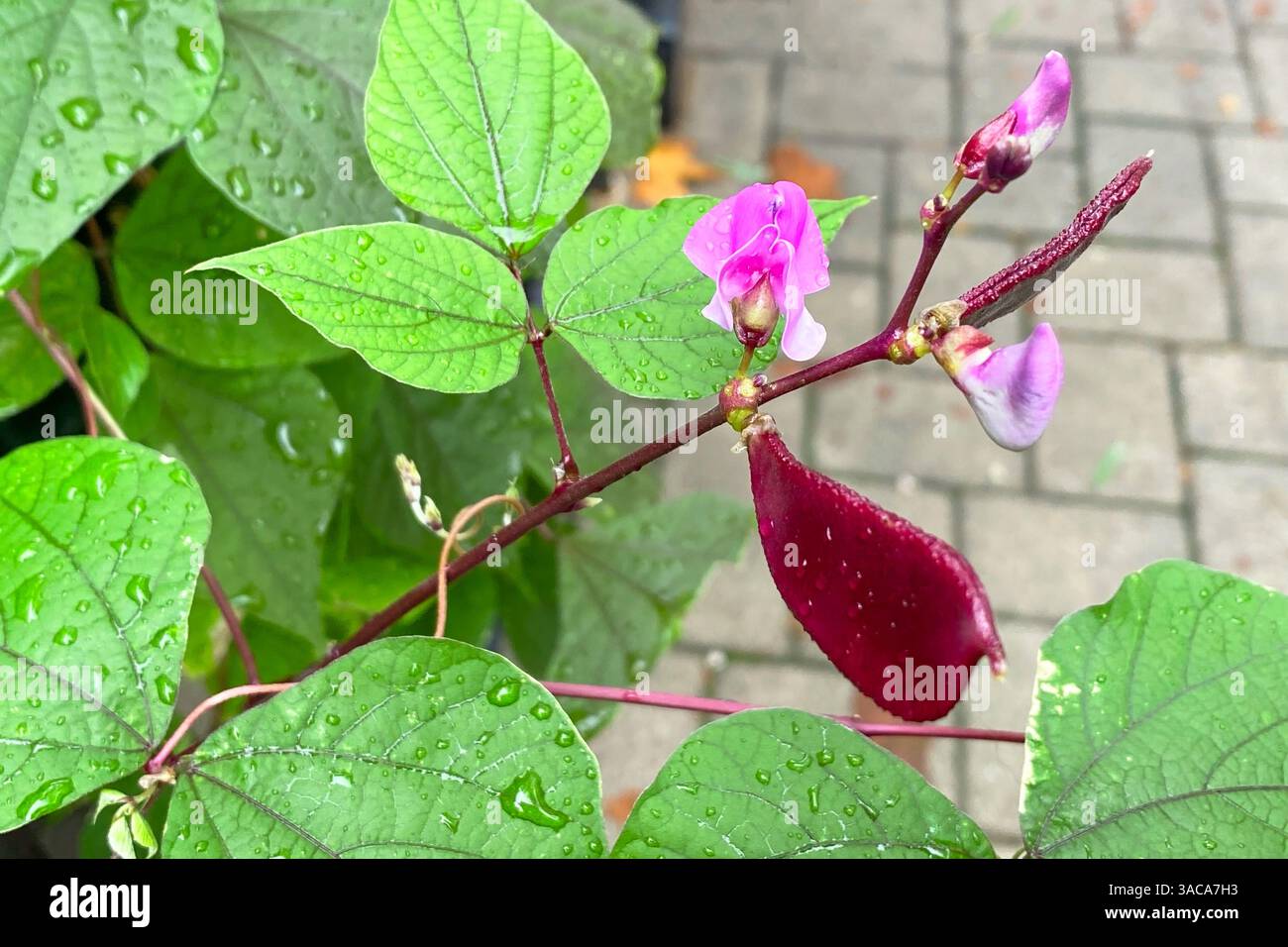 Fresh flower bud with delicate green leaves, creating a beautiful and ...