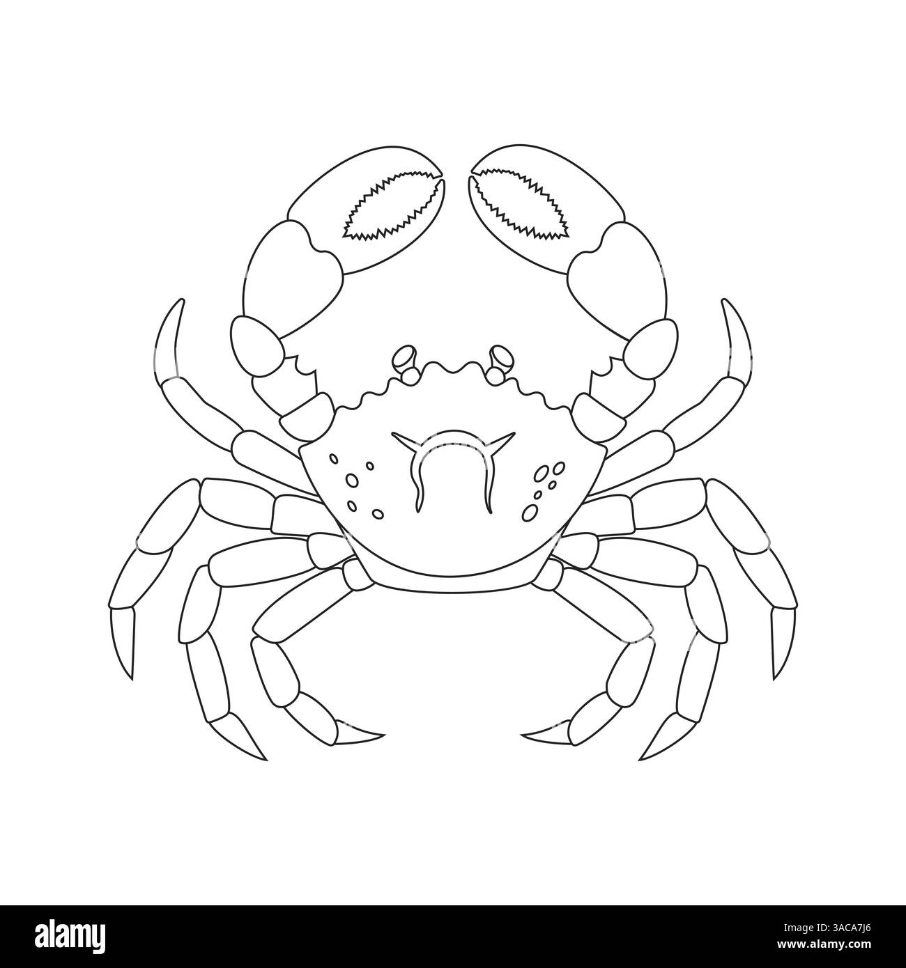A detailed black and white drawing of a crab on a white background ...