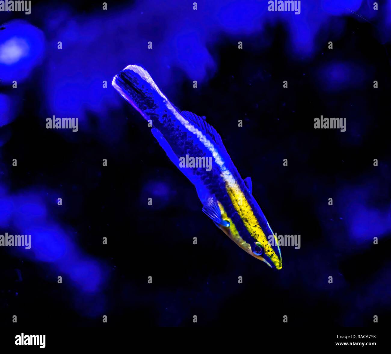 Colorful Blue Yellow Hawaiian Cleaner Wrasse Fish Labroides ...