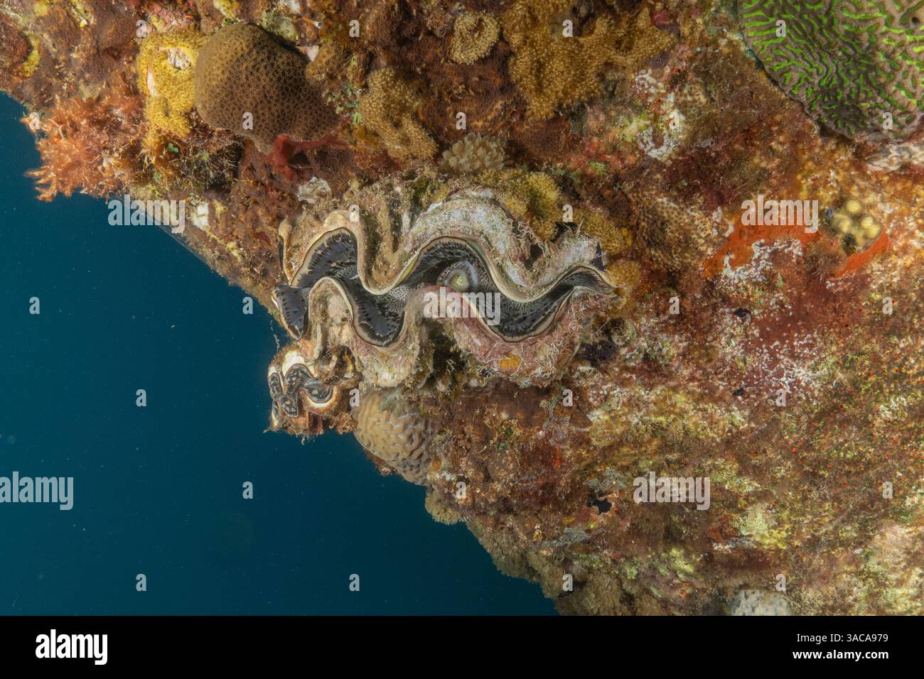 Giant Clam in the Red Sea Colorful and beautiful, Eilat Israel Stock ...