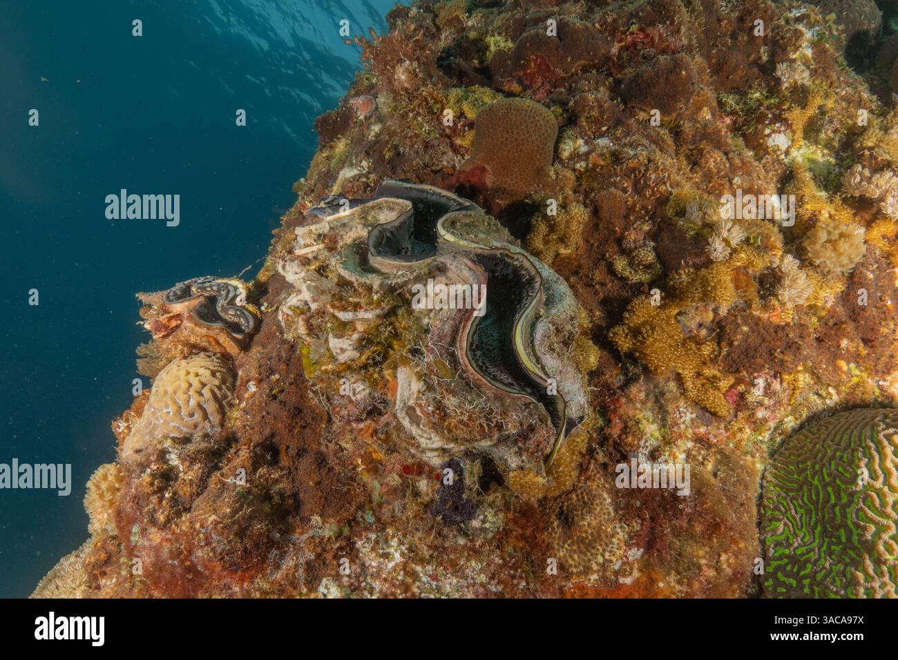Giant Clam in the Red Sea Colorful and beautiful, Eilat Israel Stock ...