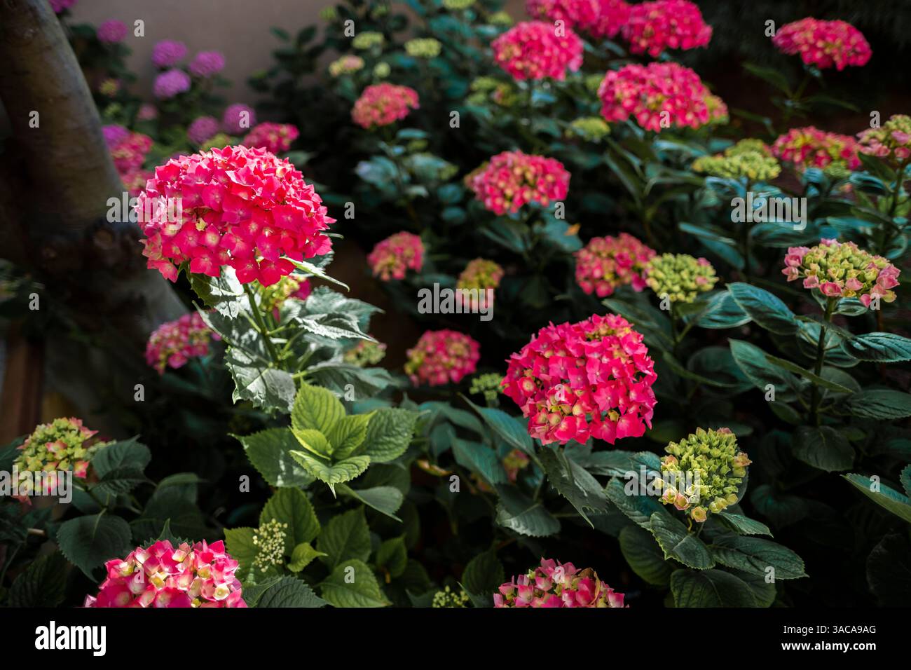 Bright pink hydrangeas blooming in summer garden Stock Photo - Alamy