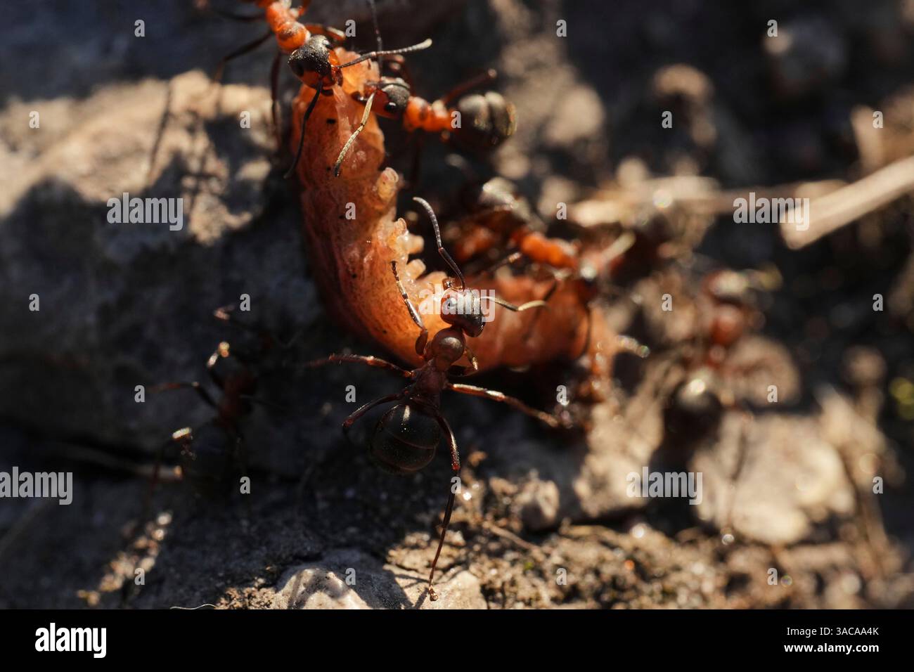 Ants drag their prey in a city park in Tallinn, Estonia, Thursday ...