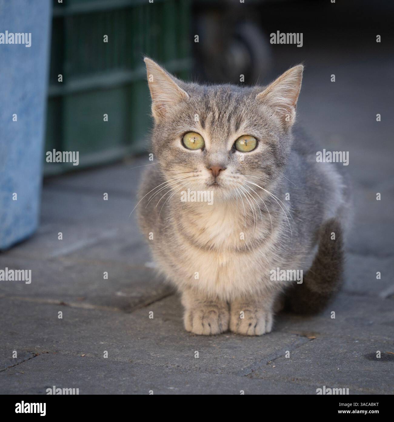 A portrait of a young, gray tabby, green eyed alley cat Stock Photo - Alamy