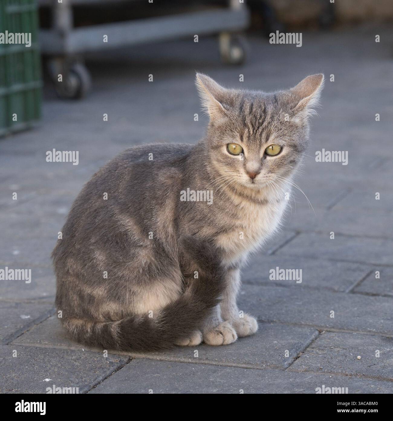 A portrait of a young, gray tabby, green eyed alley cat Stock Photo - Alamy