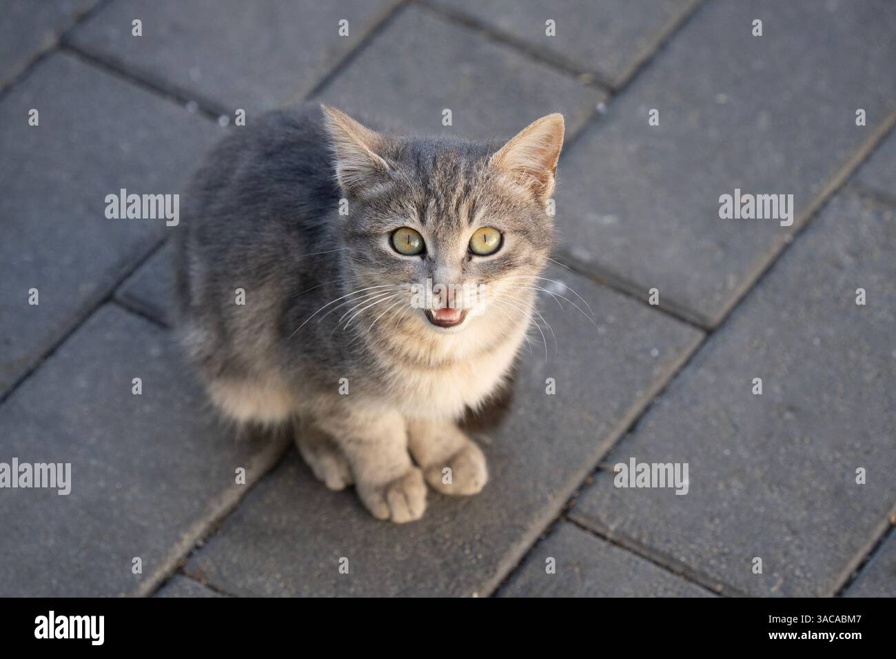 A portrait of a young, gray tabby, green eyed alley cat Stock Photo - Alamy