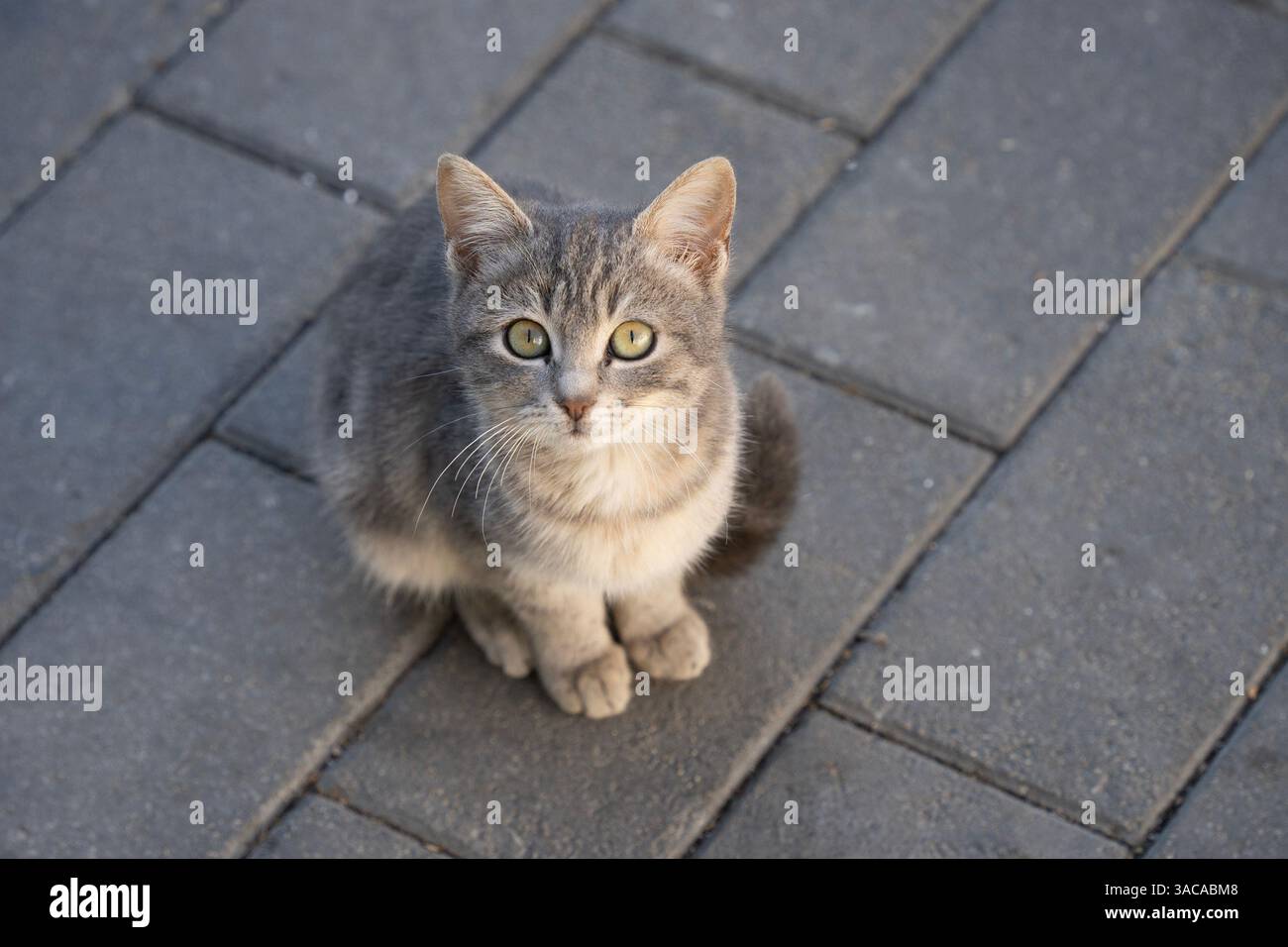 A portrait of a young, gray tabby, green eyed alley cat Stock Photo - Alamy