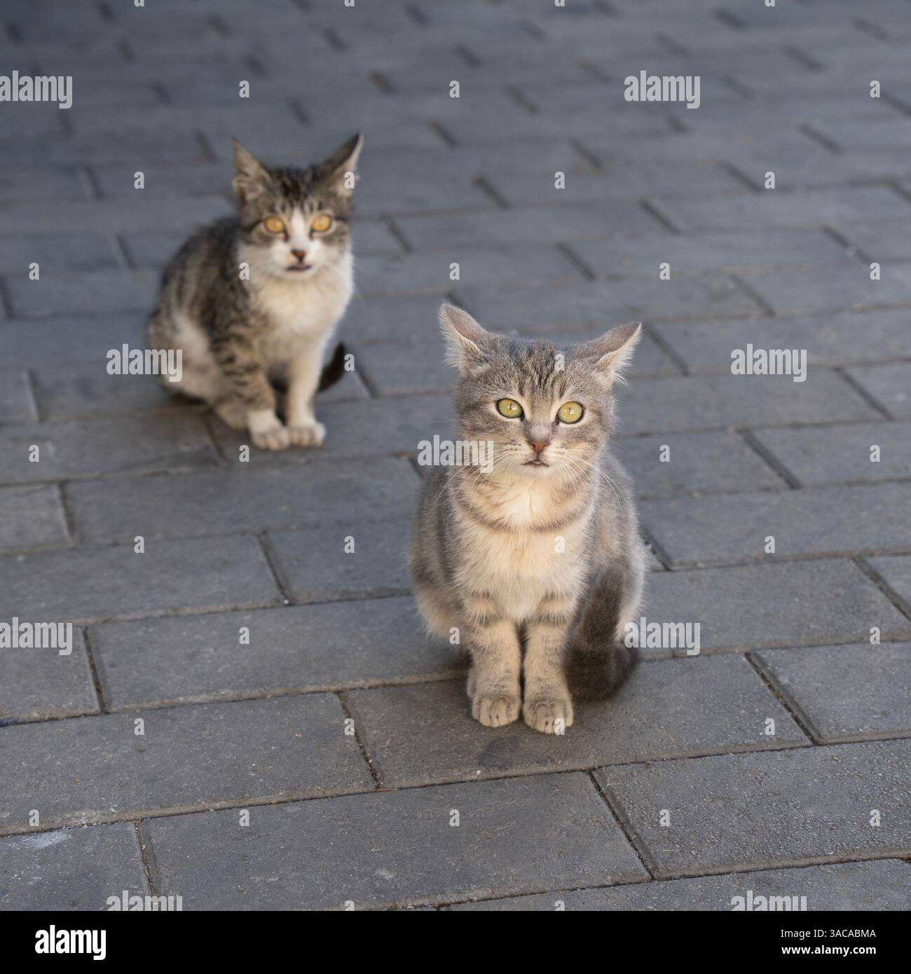 Two young alley cats sitting on a stone paved street Stock Photo - Alamy