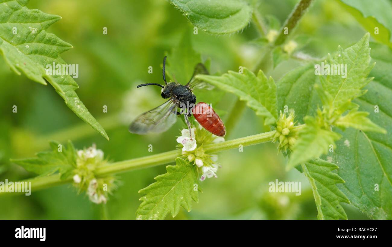 sphecodes albilabris : a cuckoo bee in flowers Stock Photo - Alamy