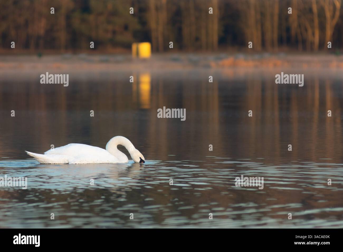 Beautiful black swan swims on hi-res stock photography and images - Alamy