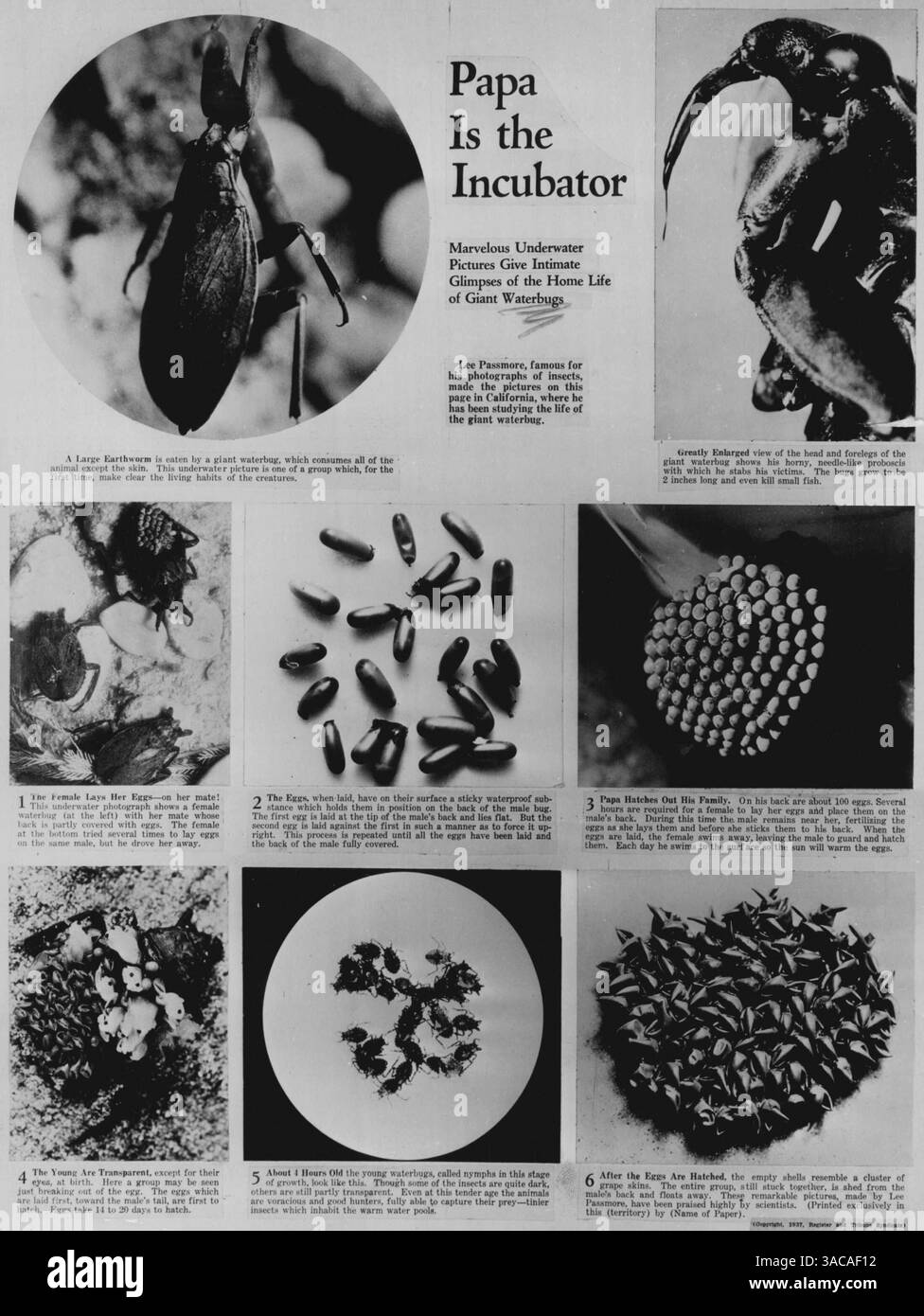 Papa Is The Incubator -- A Large Earthworm is eaten by a giant waterbug ...