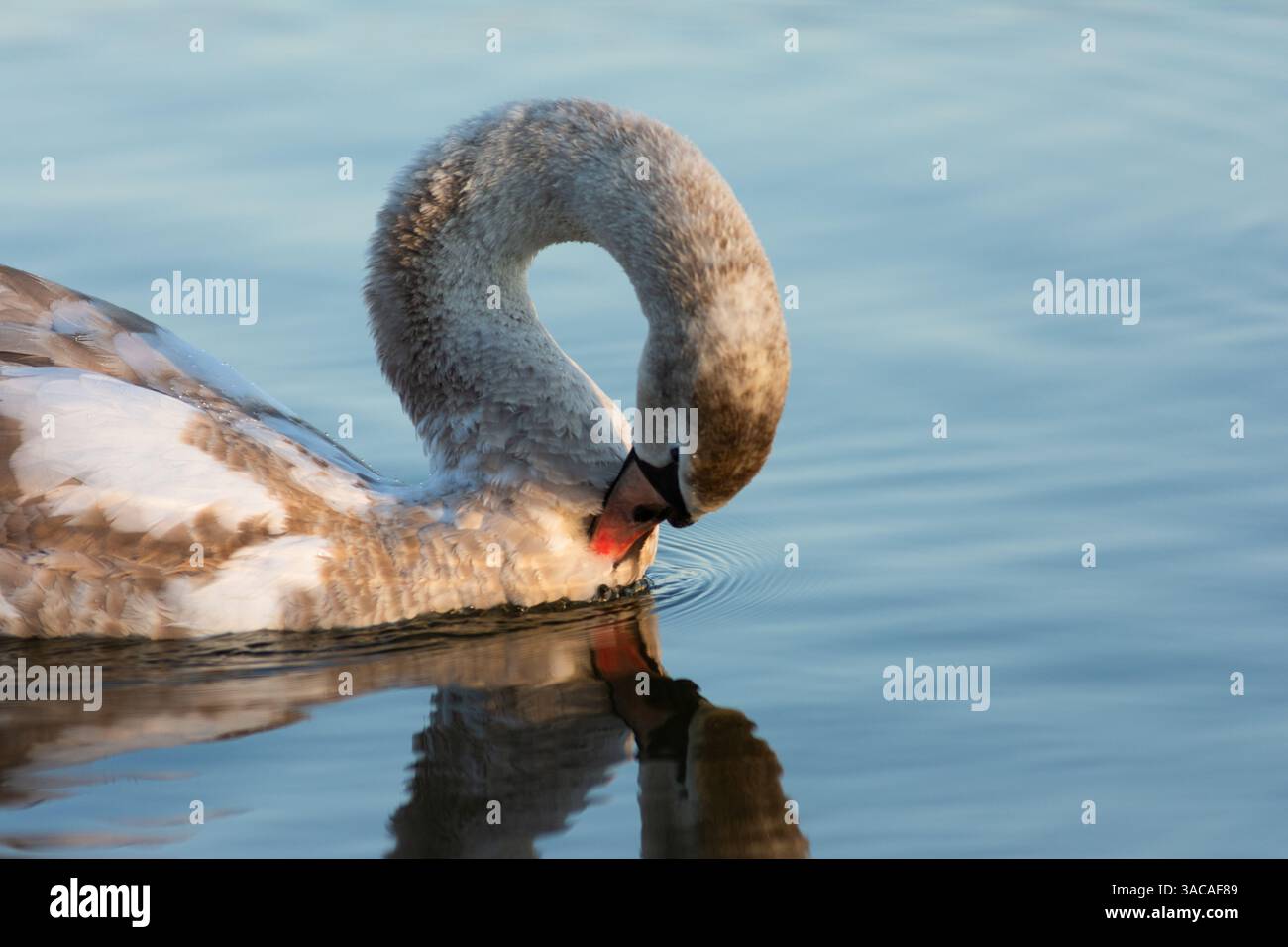 A swan cleans its feathers at dawn Stock Photo - Alamy
