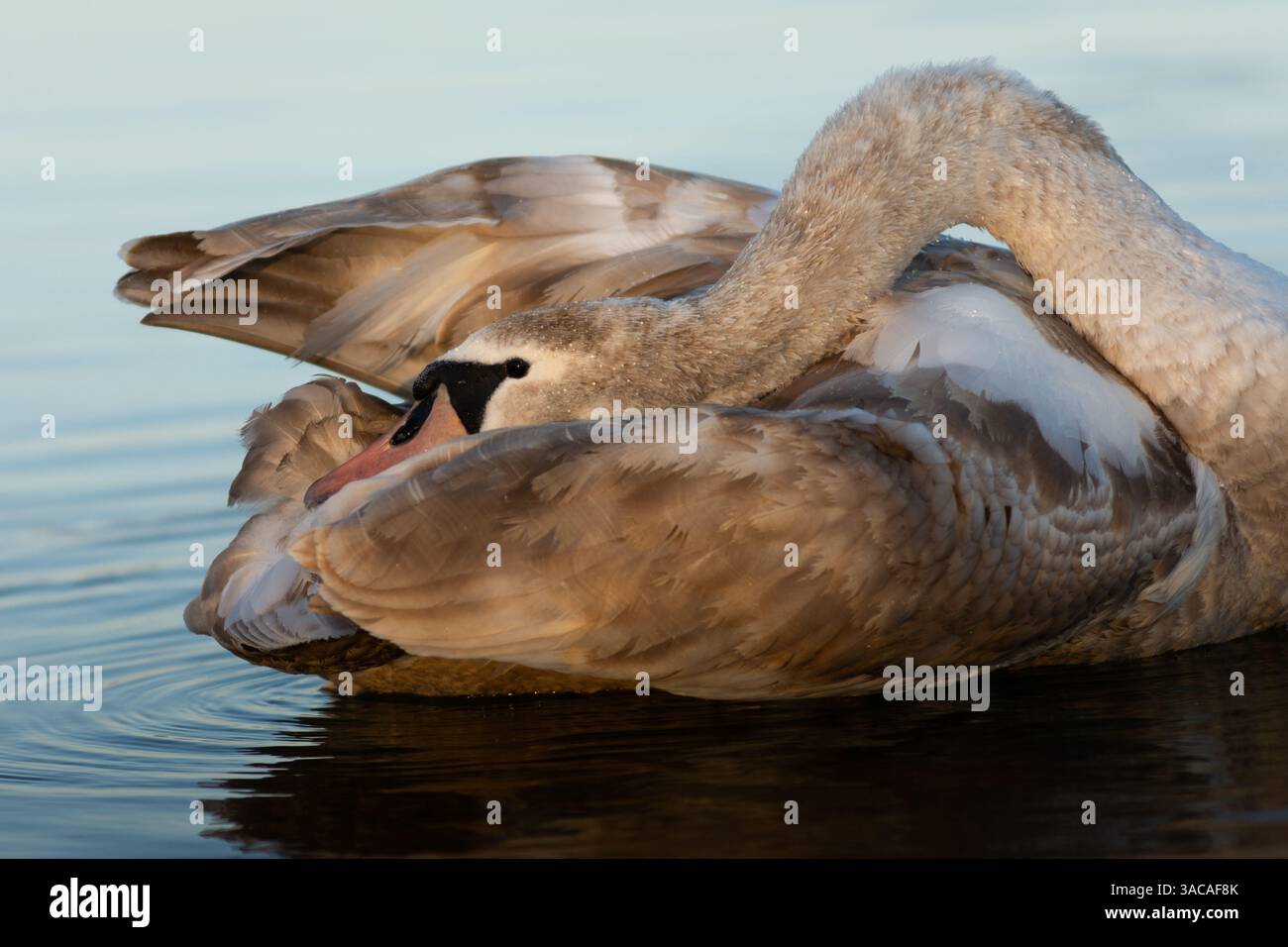 A swan cleans its feathers at dawn Stock Photo - Alamy
