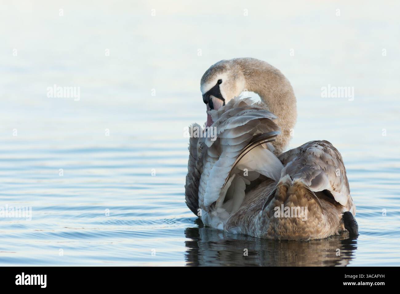 A swan cleans its feathers at dawn Stock Photo - Alamy