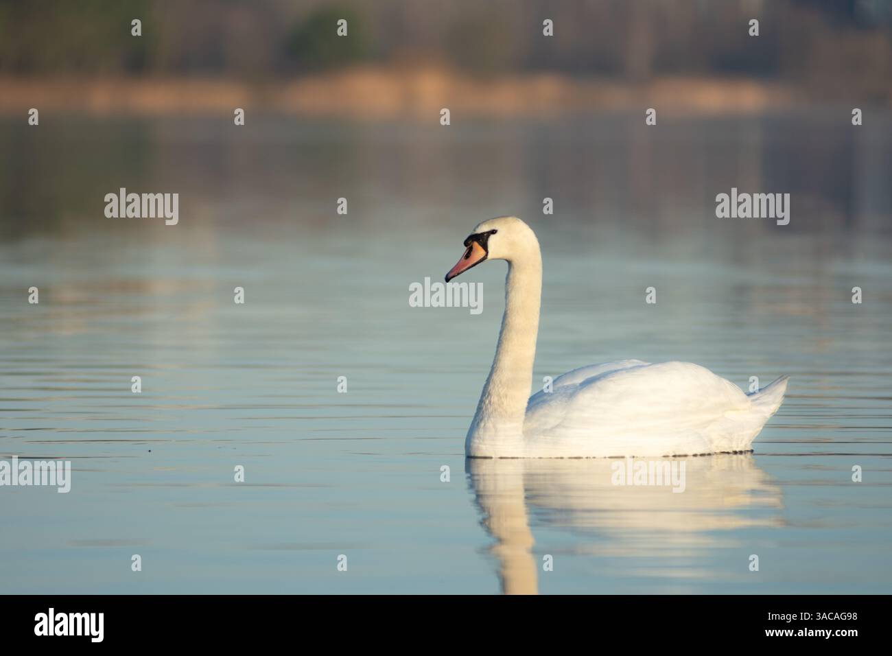 Beautiful black swan swims on hi-res stock photography and images - Alamy
