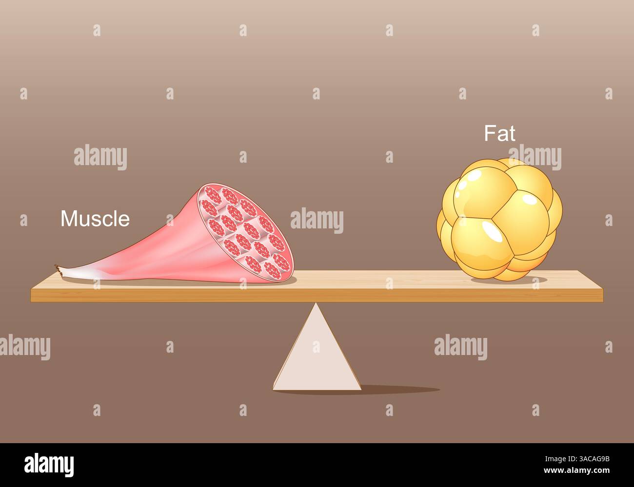 Balance between muscle and fat. Concept of weight loss, health, fitness ...