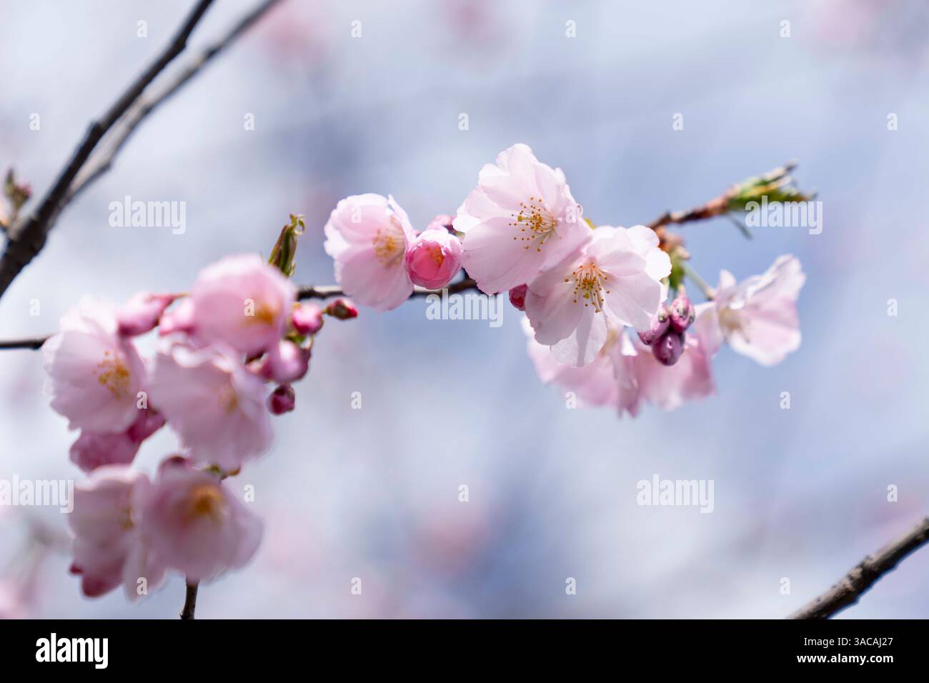 With the arrival of spring in Ukraine, cherry blossoms are now in bloom at Kyiv’s Japan-themed ...
