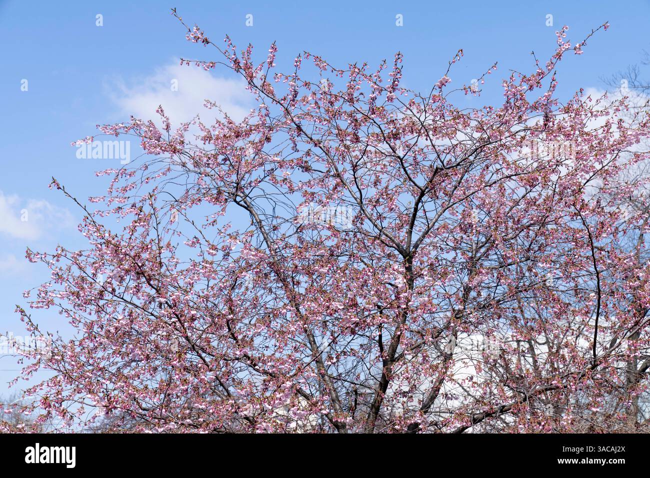 With the arrival of spring in Ukraine, cherry blossoms are now in bloom ...