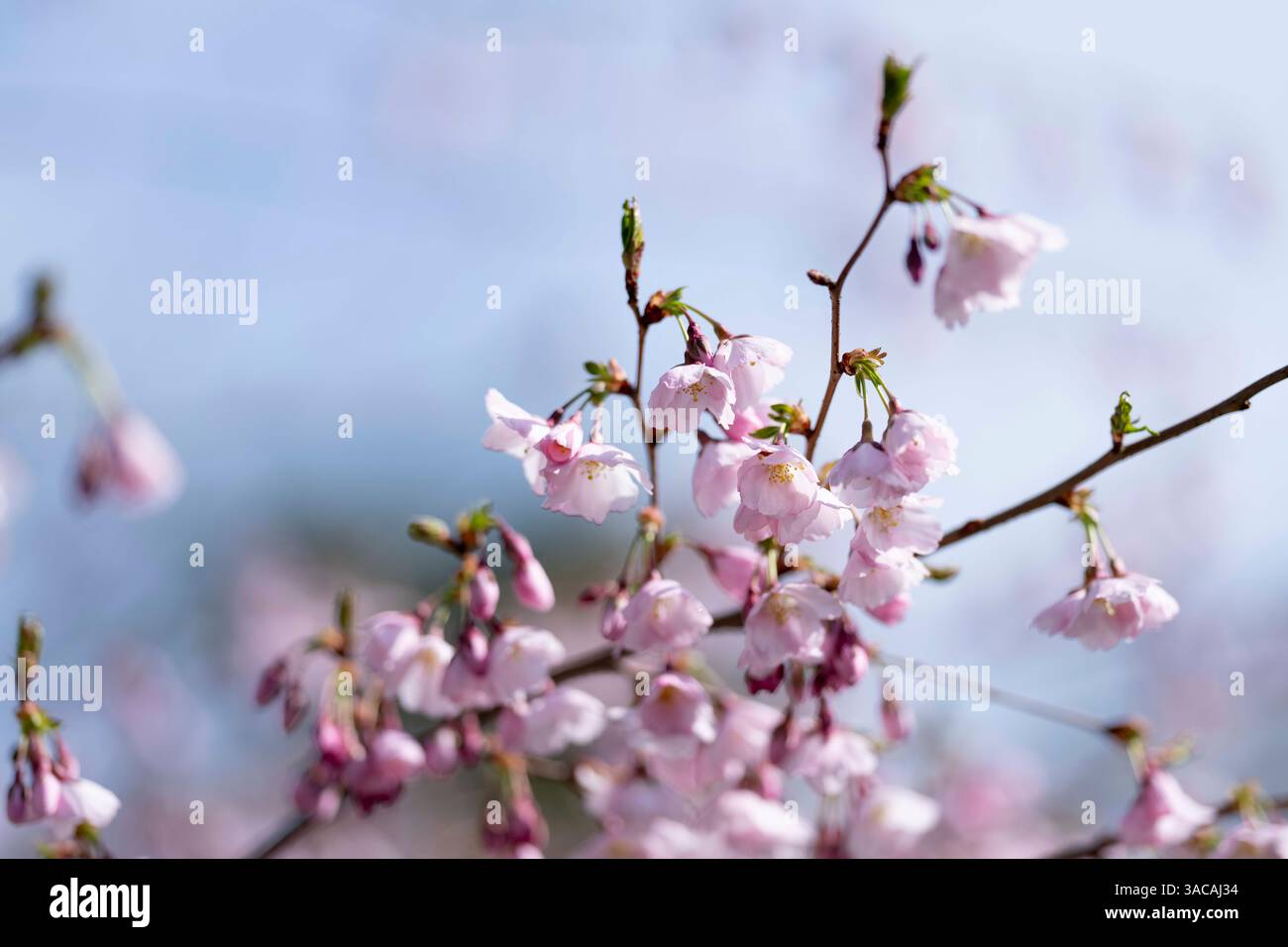 With the arrival of spring in Ukraine, cherry blossoms are now in bloom ...