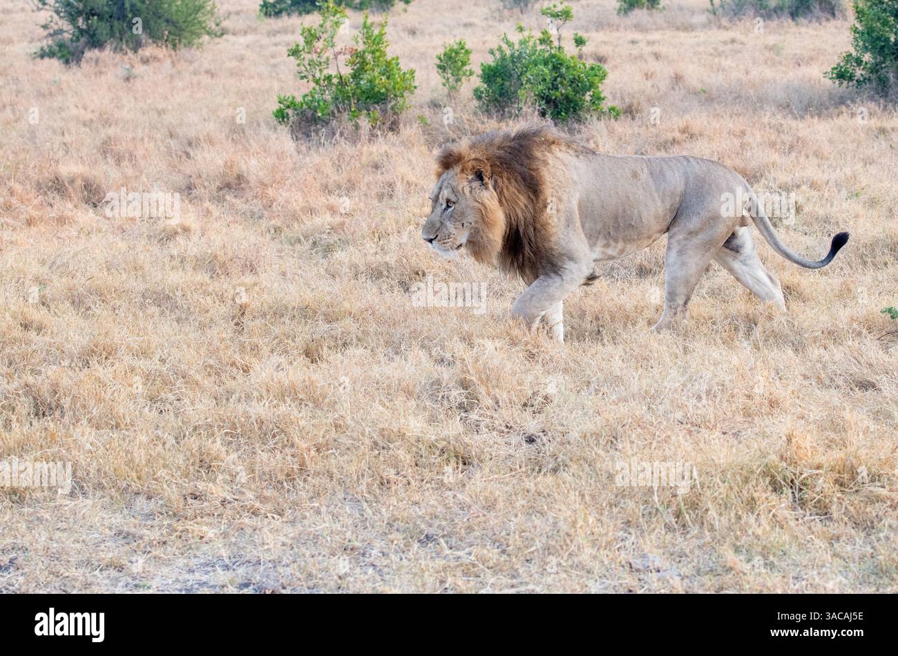 African lion (Panthera leo), pride male patrolling territory Stock ...