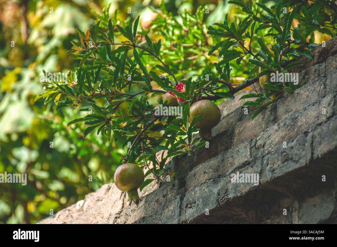 Pomegranate trees iran hi-res stock photography and images - Alamy