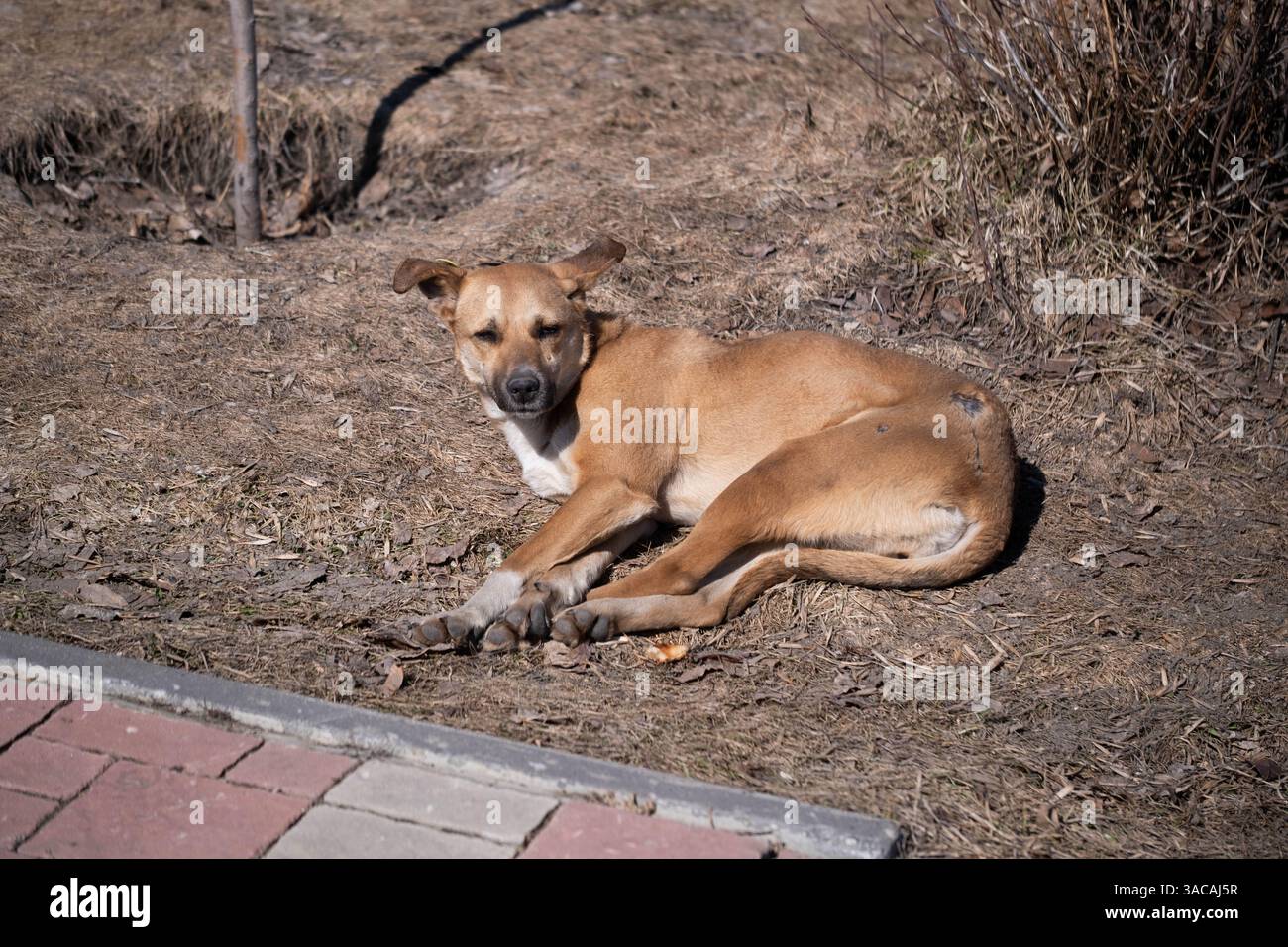 Calm dog resting on ground hi-res stock photography and images - Alamy