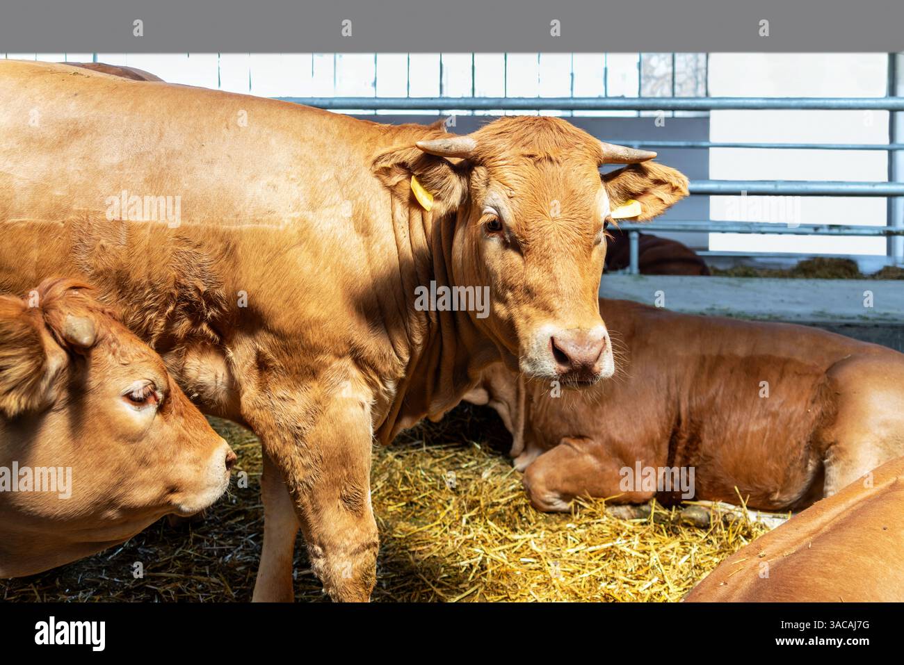 Jersey calves in barn on a livestock farm Stock Photo - Alamy