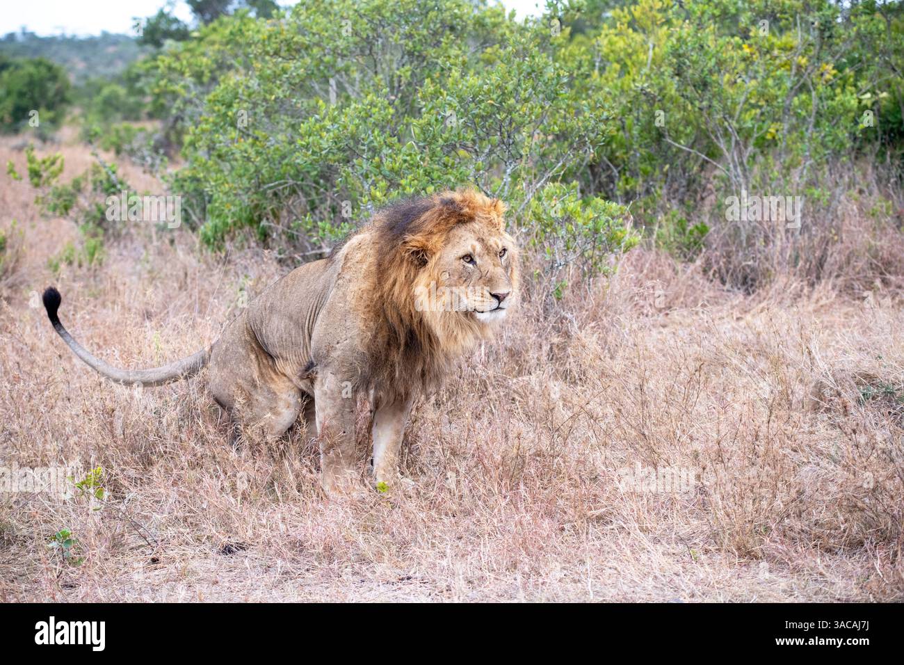 African lion (Panthera Leo) pride male patrolling and scent marking his ...