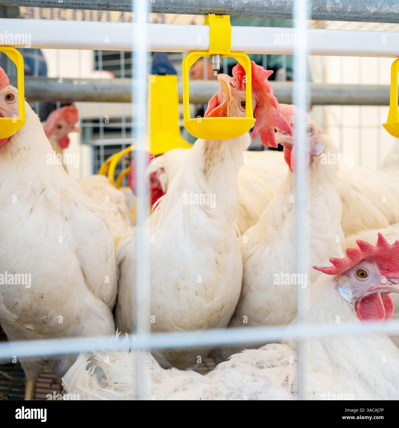 Dekalb white chicken drinking from water dispenser at poultry Stock ...