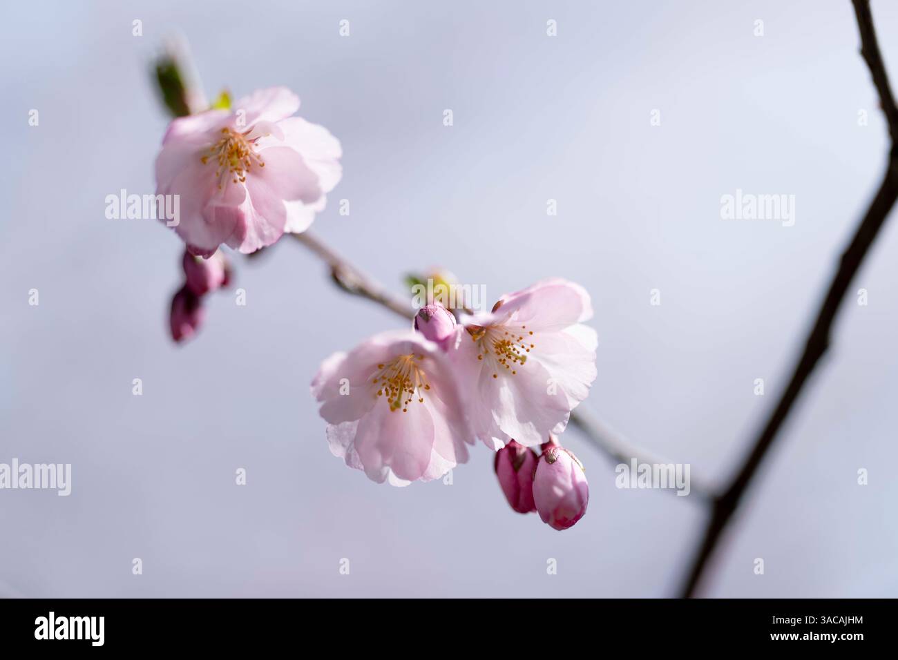 April 3, 2025, Kyiv, Kyiv City, Ukraine: With the arrival of spring in ...