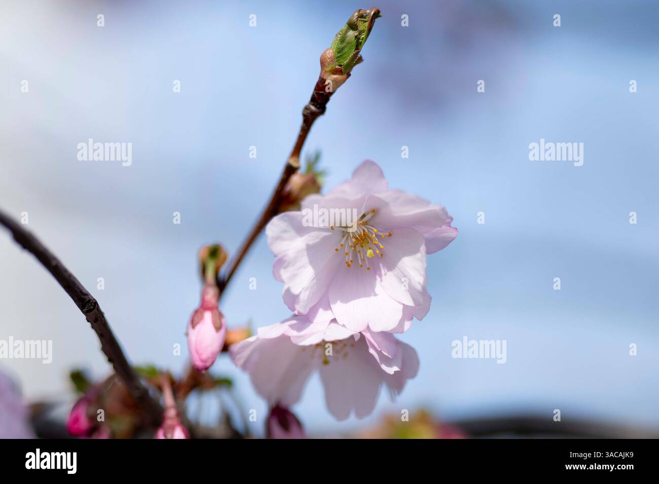 Kyiv, Kyiv City, Ukraine. 3rd Apr, 2025. With the arrival of spring in Ukraine, cherry blossoms ...