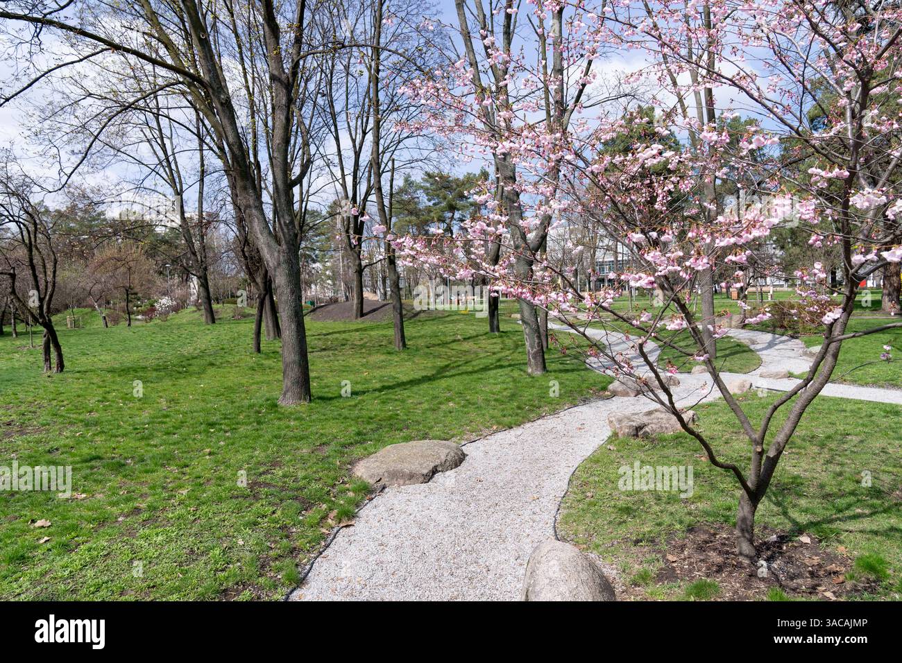 With the arrival of spring in Ukraine, cherry blossoms are now in bloom ...