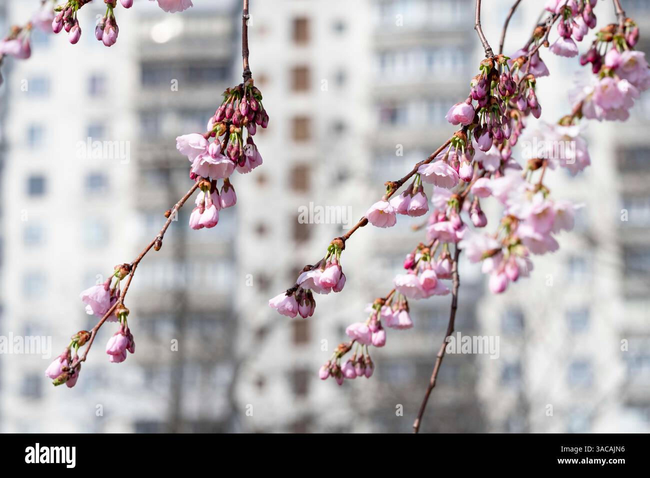 April 3, 2025, Kyiv, Kyiv City, Ukraine: With the arrival of spring in ...