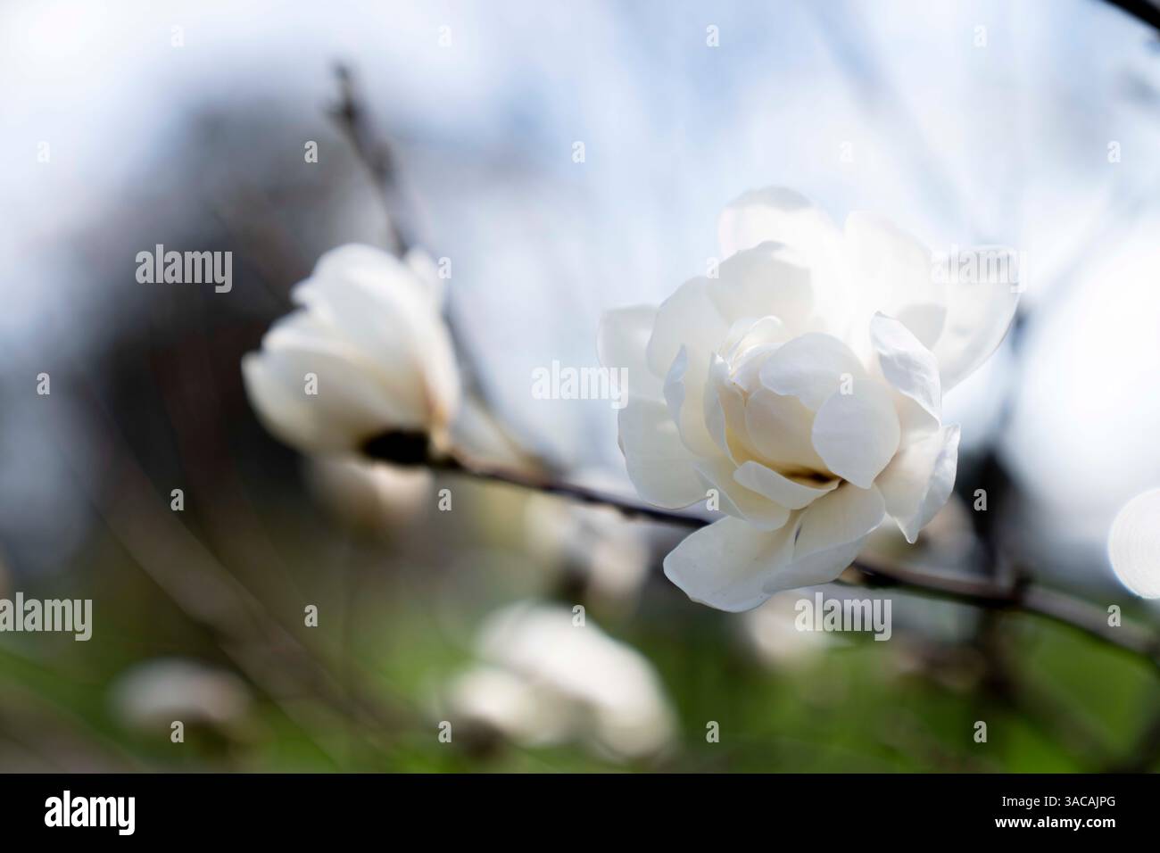 Kyiv, Kyiv City, Ukraine. 3rd Apr, 2025. With the arrival of spring in ...
