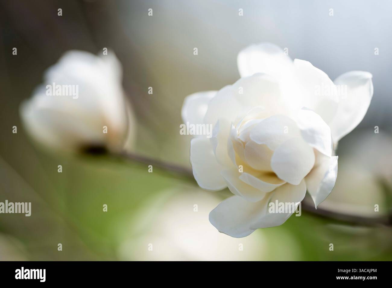Kyiv, Kyiv City, Ukraine. 3rd Apr, 2025. With the arrival of spring in ...