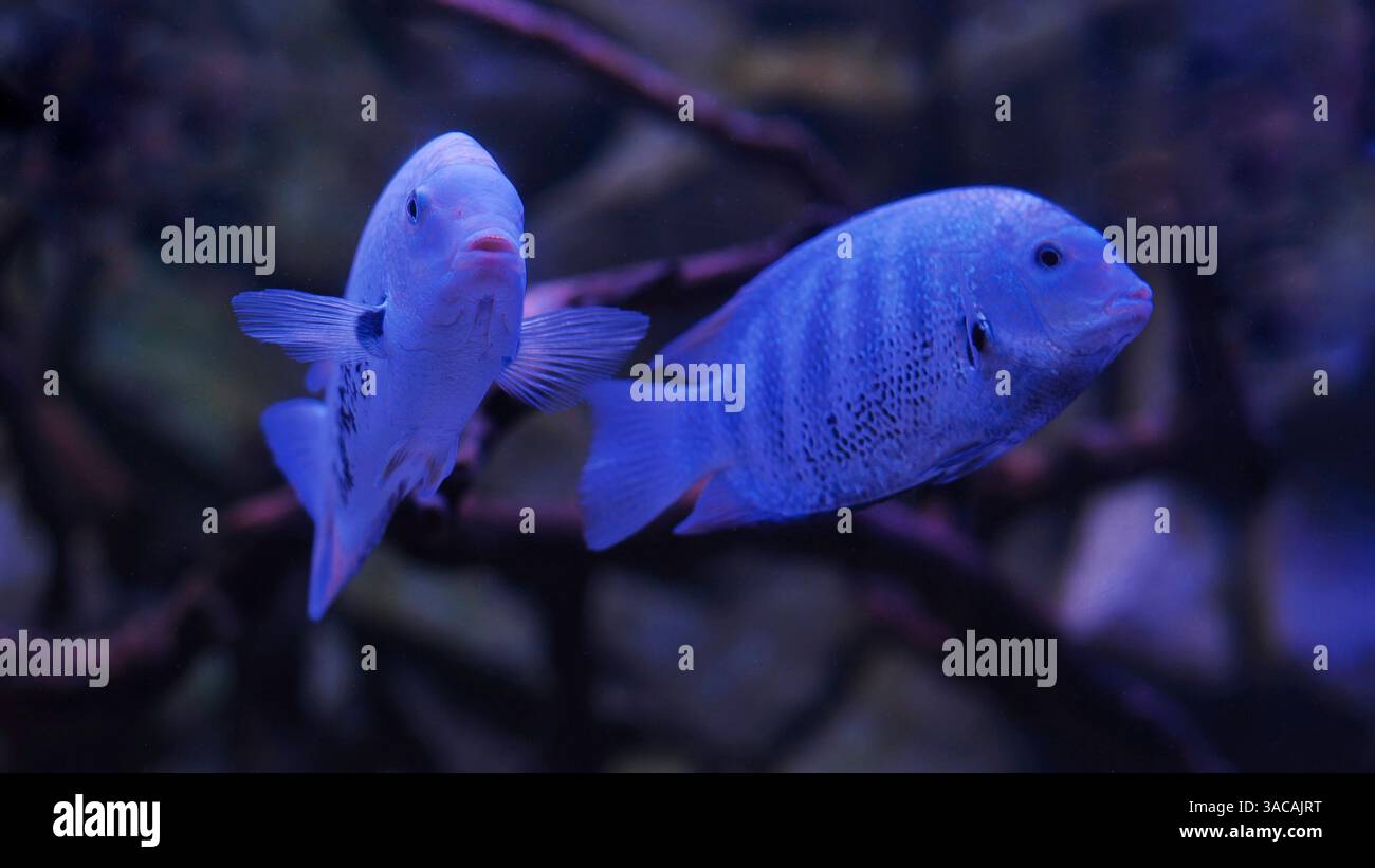 Two electric blue acara fish swimming in dark aquarium Stock Photo - Alamy