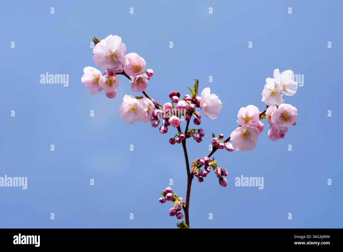 With the arrival of spring in Ukraine, cherry blossoms are now in bloom ...