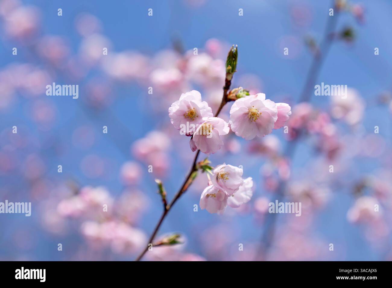 With the arrival of spring in Ukraine, cherry blossoms are now in bloom ...