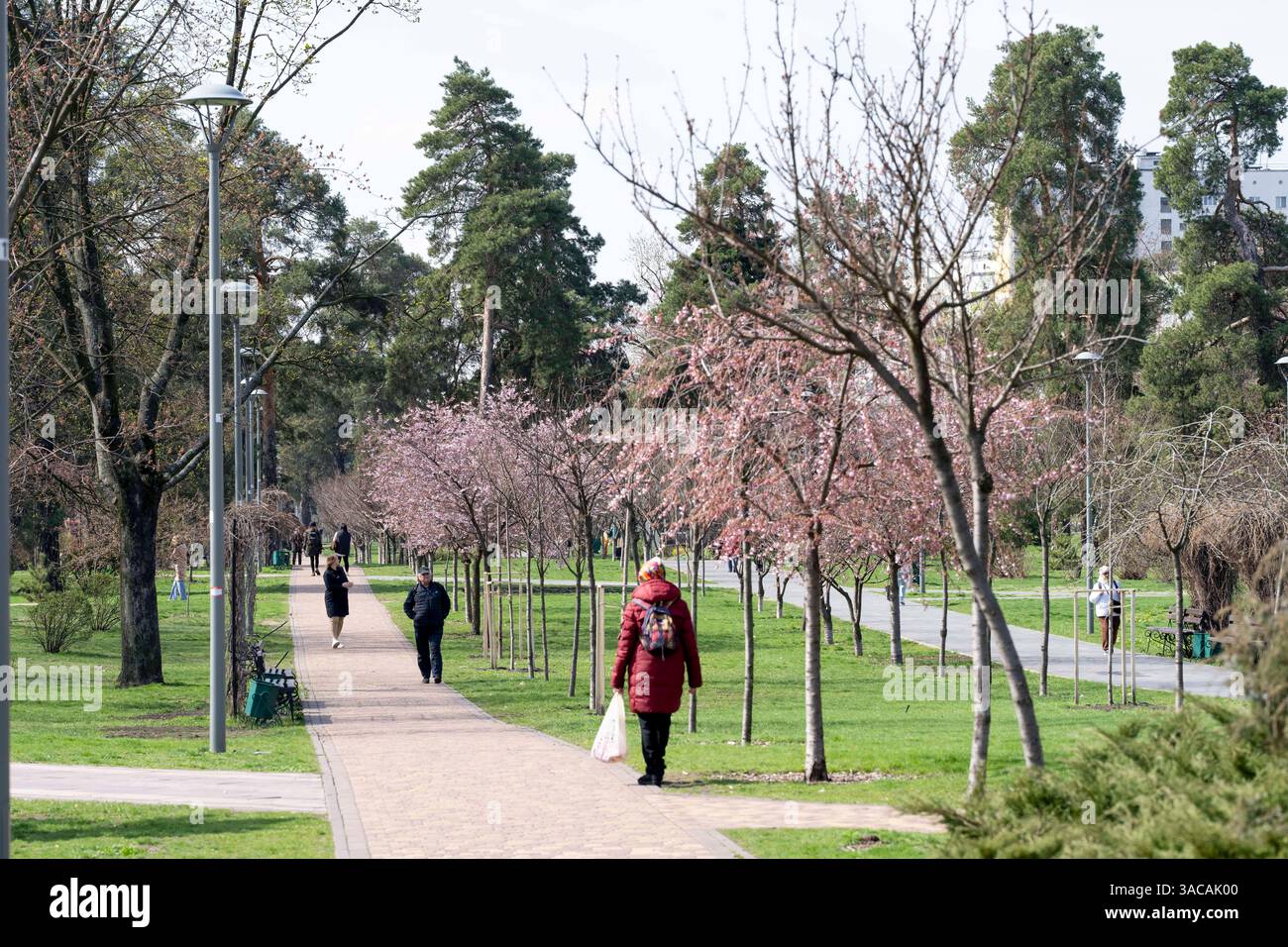 With the arrival of spring in Ukraine, cherry blossoms are now in bloom ...
