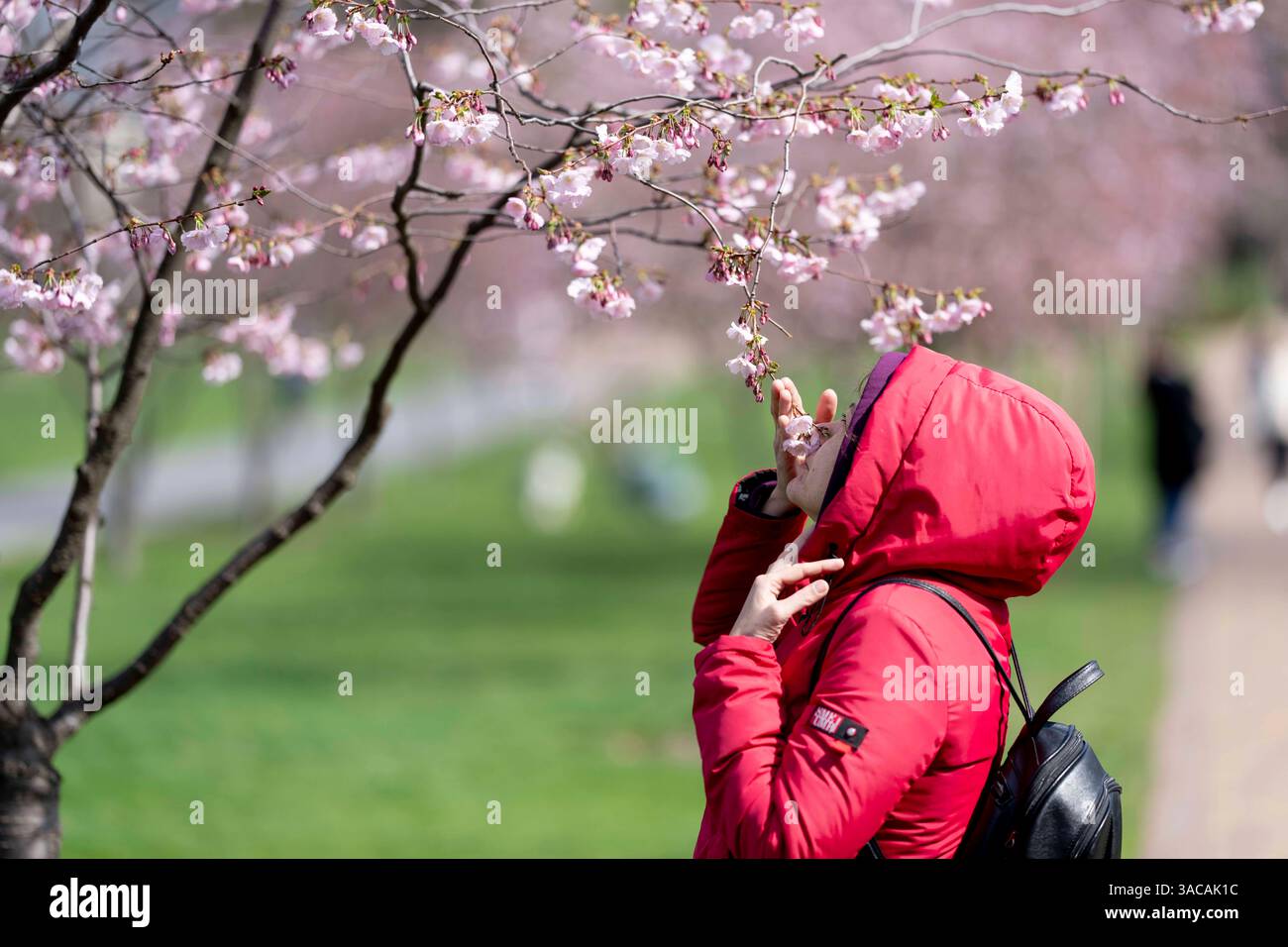 With the arrival of spring in Ukraine, cherry blossoms are now in bloom at Kyivs Japan-themed ...