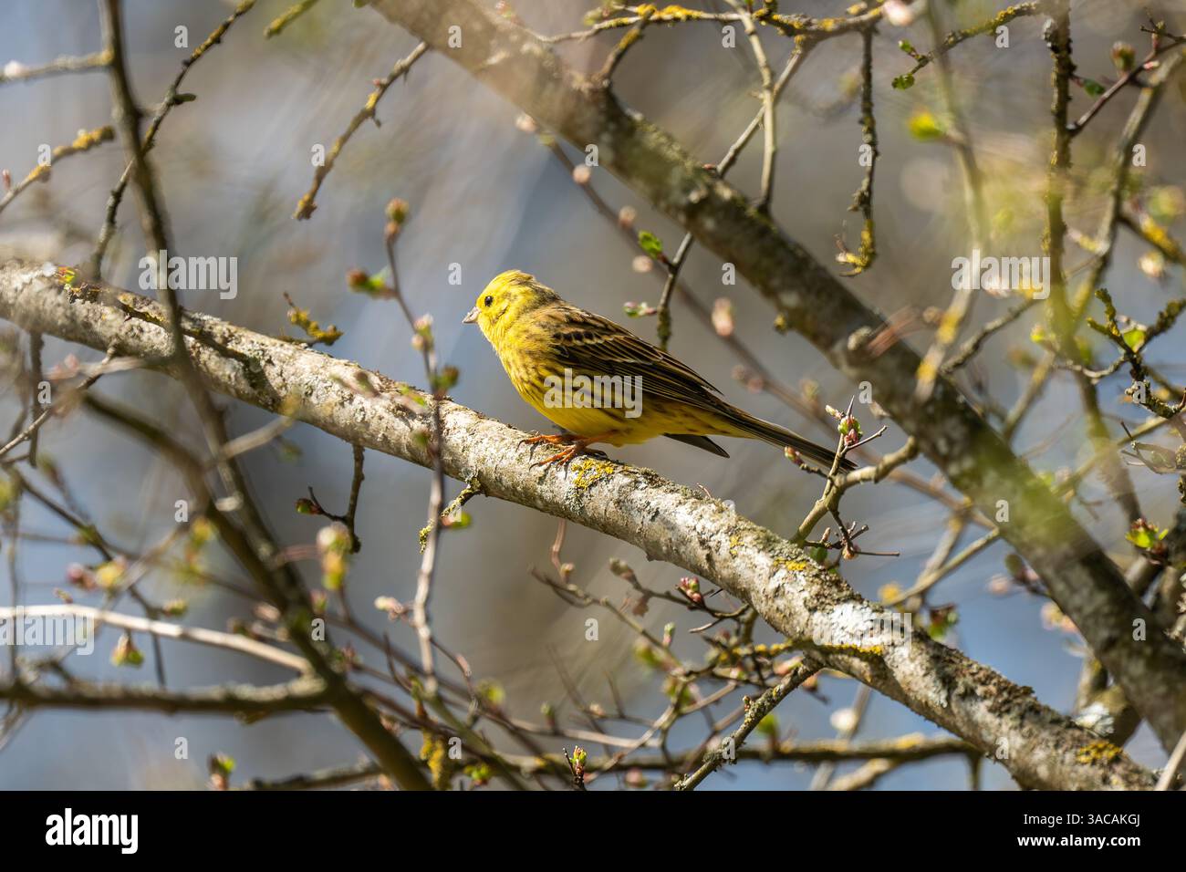 03 April 2025, Baden-Württemberg, Rottweil: A yellowhammer clings to a ...