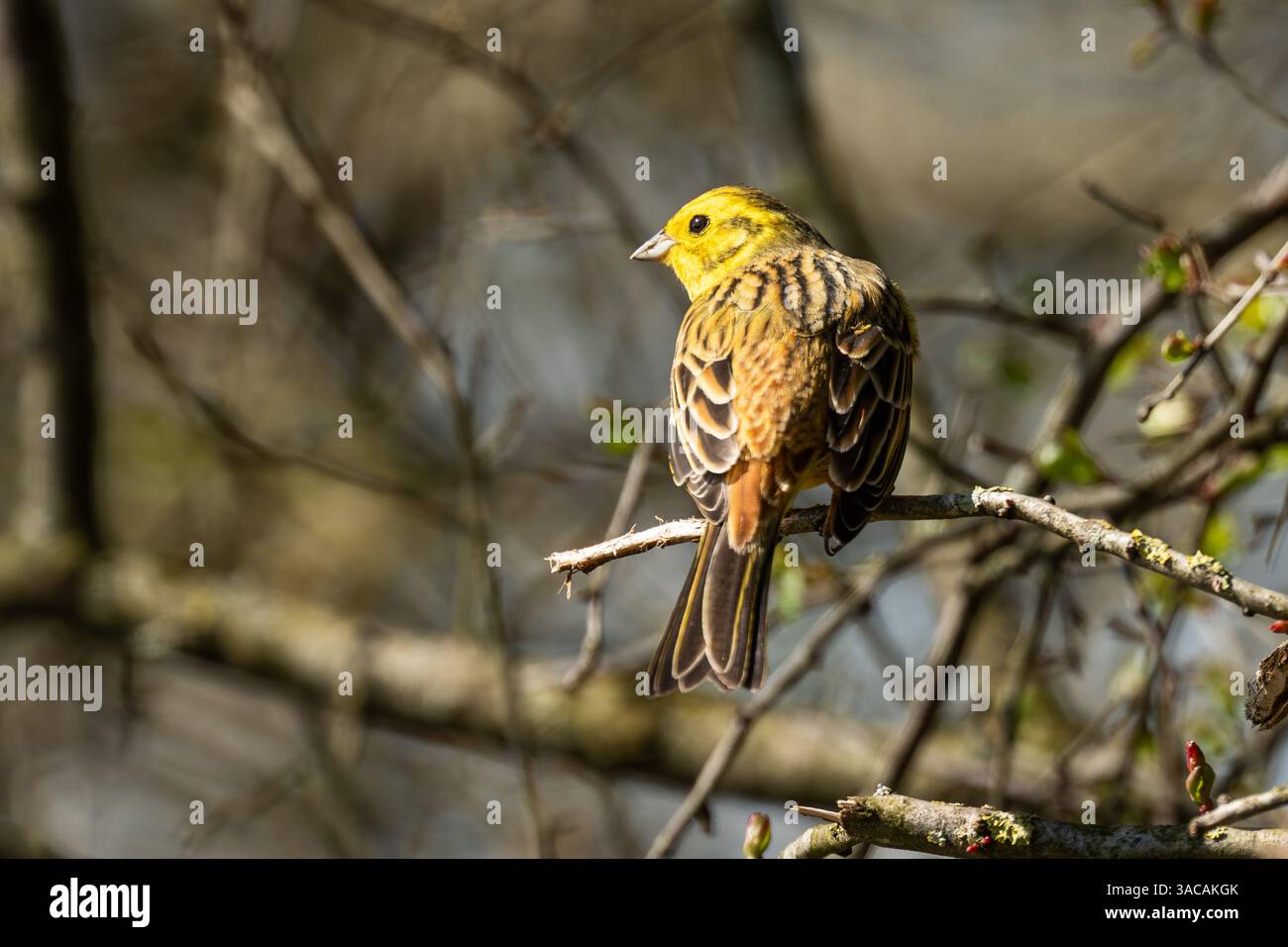 Rottweil, Germany. 03rd Apr, 2025. A yellowhammer clings to a branch of ...