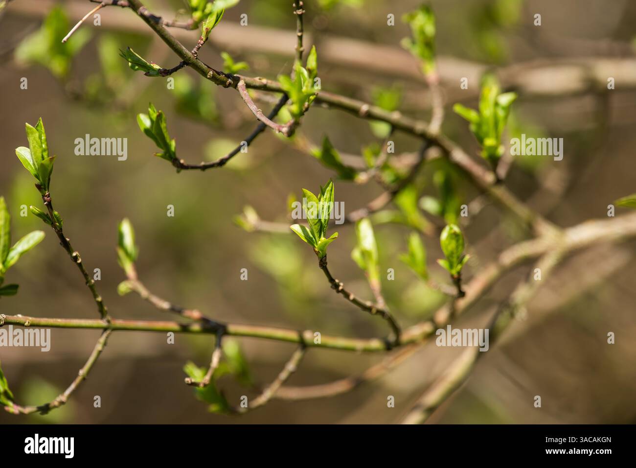 Rottweil, Germany. 03rd Apr, 2025. Leaves sprout on a branch of a shrub ...